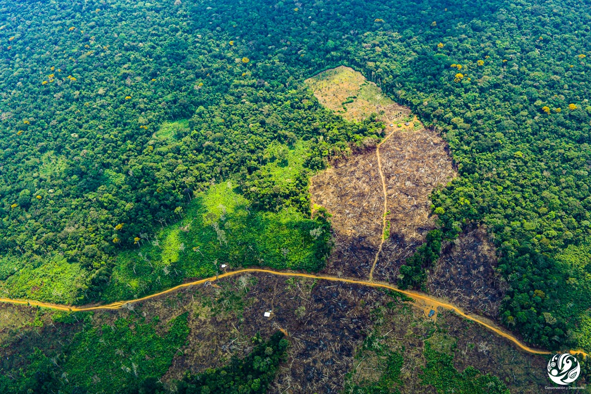 Ni la Covid-19 detiene la deforestación en la Amazonía - FCDS ...