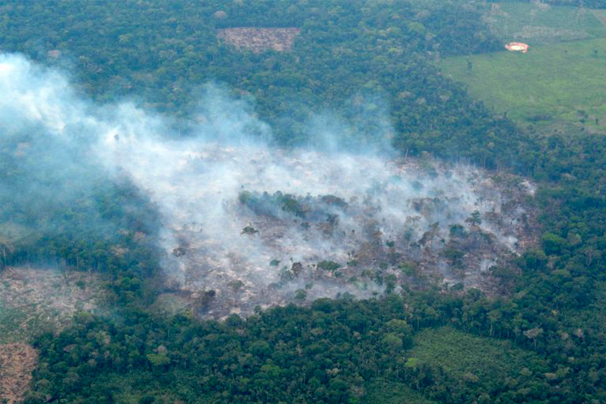 Pérdida de bosques amazónicos, una catástrofe mundial. Entrevista a ...