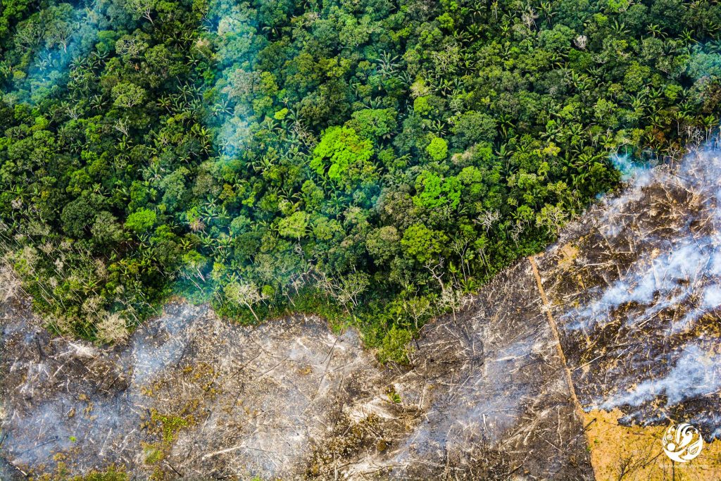 El desafío de Colombia en 2022 para revertir la crisis del medio ...