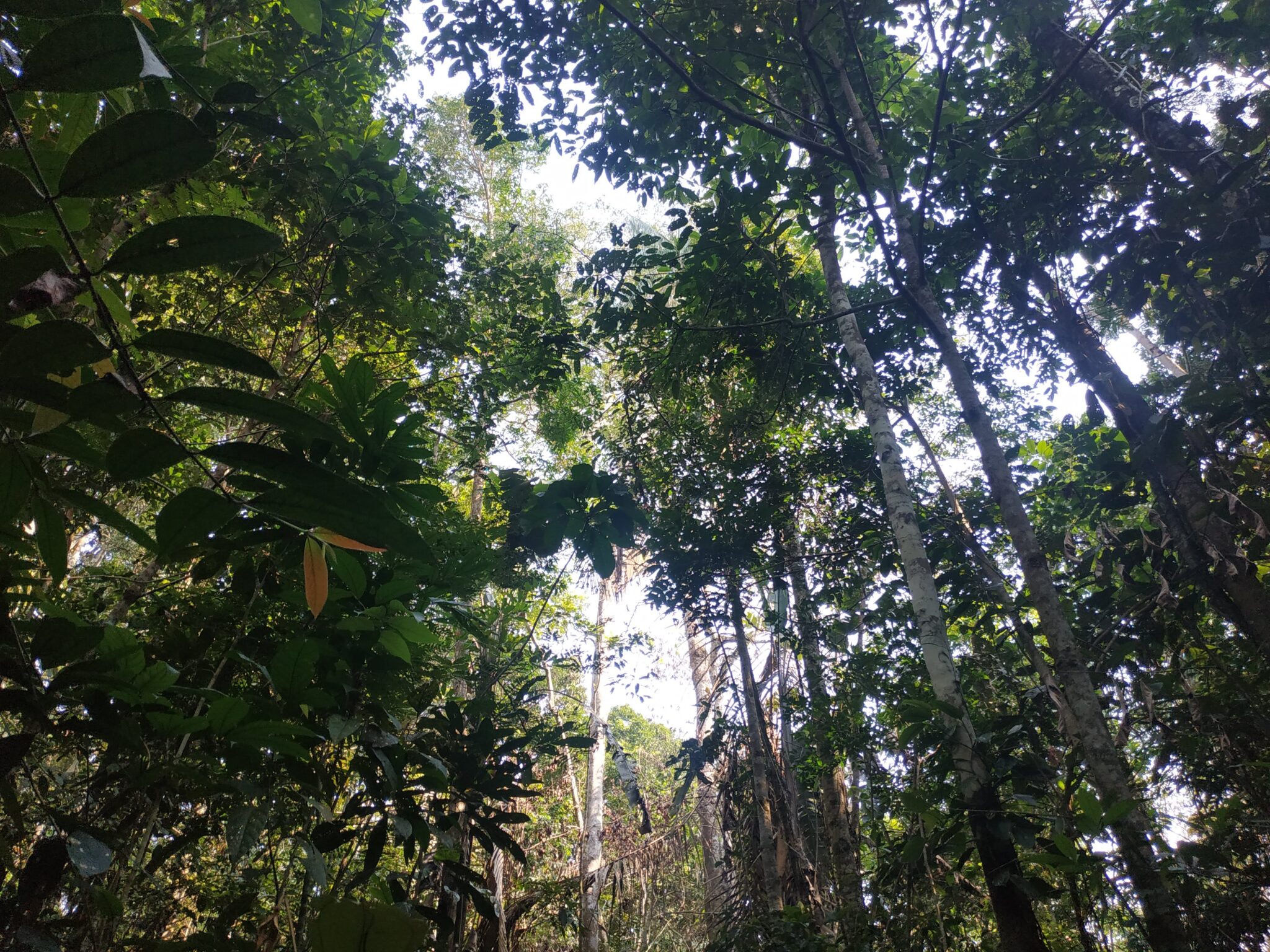 El calendario del clima de la selva amazónica - FCDS - Fundación para ...