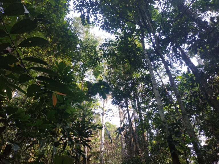 El calendario del clima de la selva amazónica - FCDS - Fundación para ...