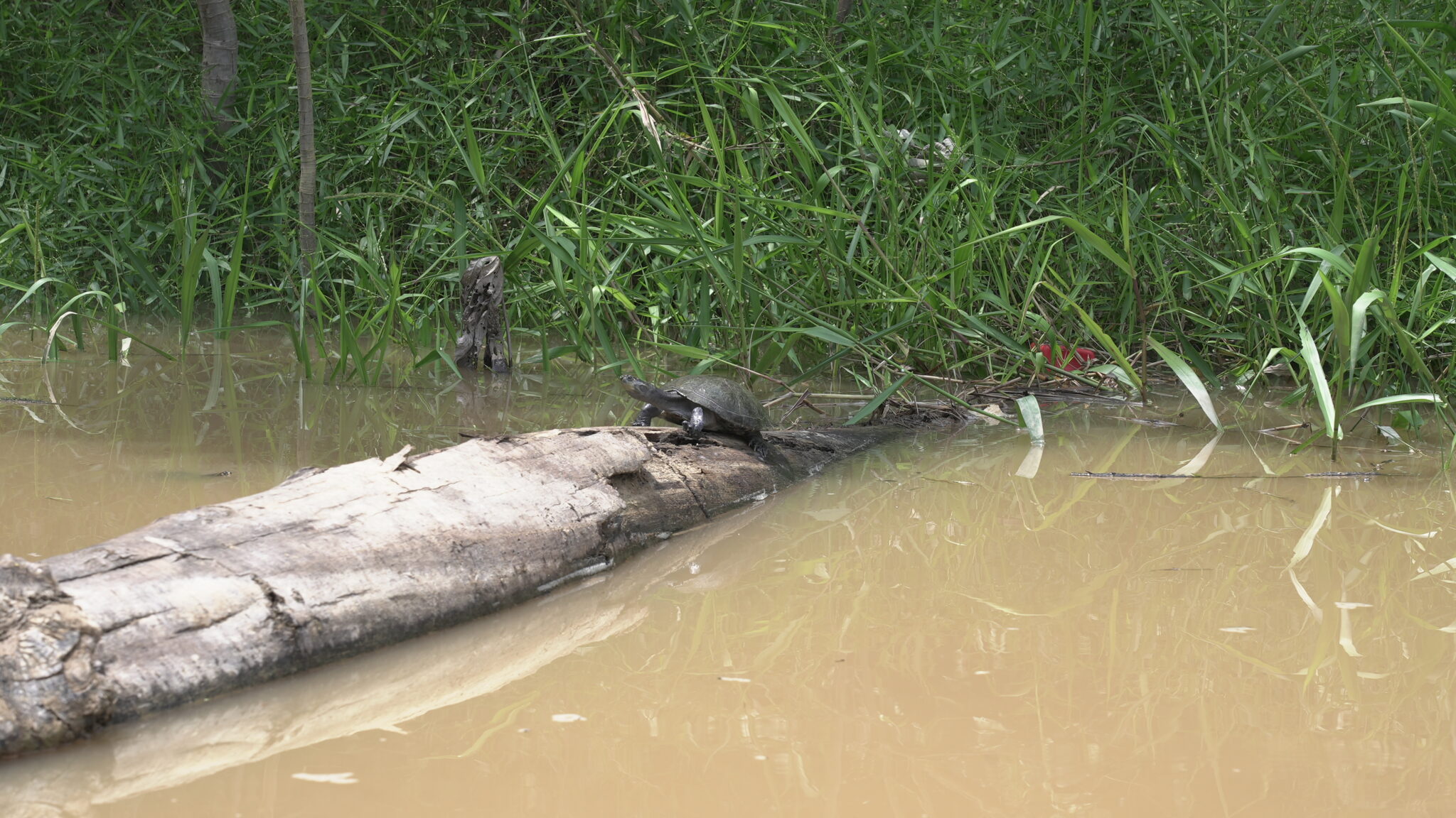 “El Bajo Caguán vive del bosque”: conozca el nuevo especial multimedia ...