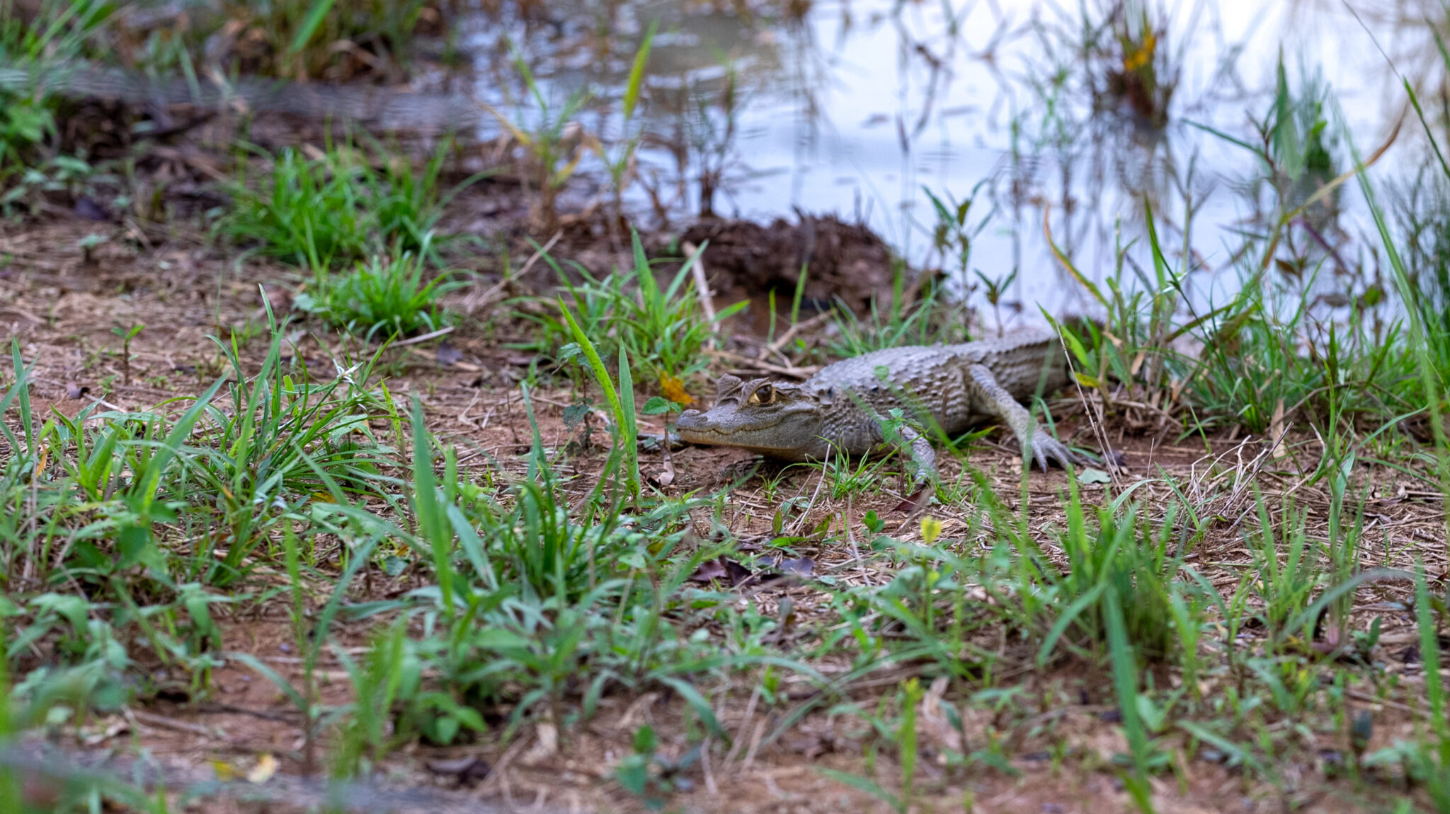 La biodiversidad del Guaviare que está en riesgo por las vías - FCDS ...