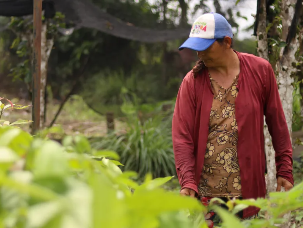 CAPRICHOSAS DEL GUAVIARE: CAMPESINAS QUE APUESTAN A VIVIR DE LA SELVA - FCDS - Fundación para la ...