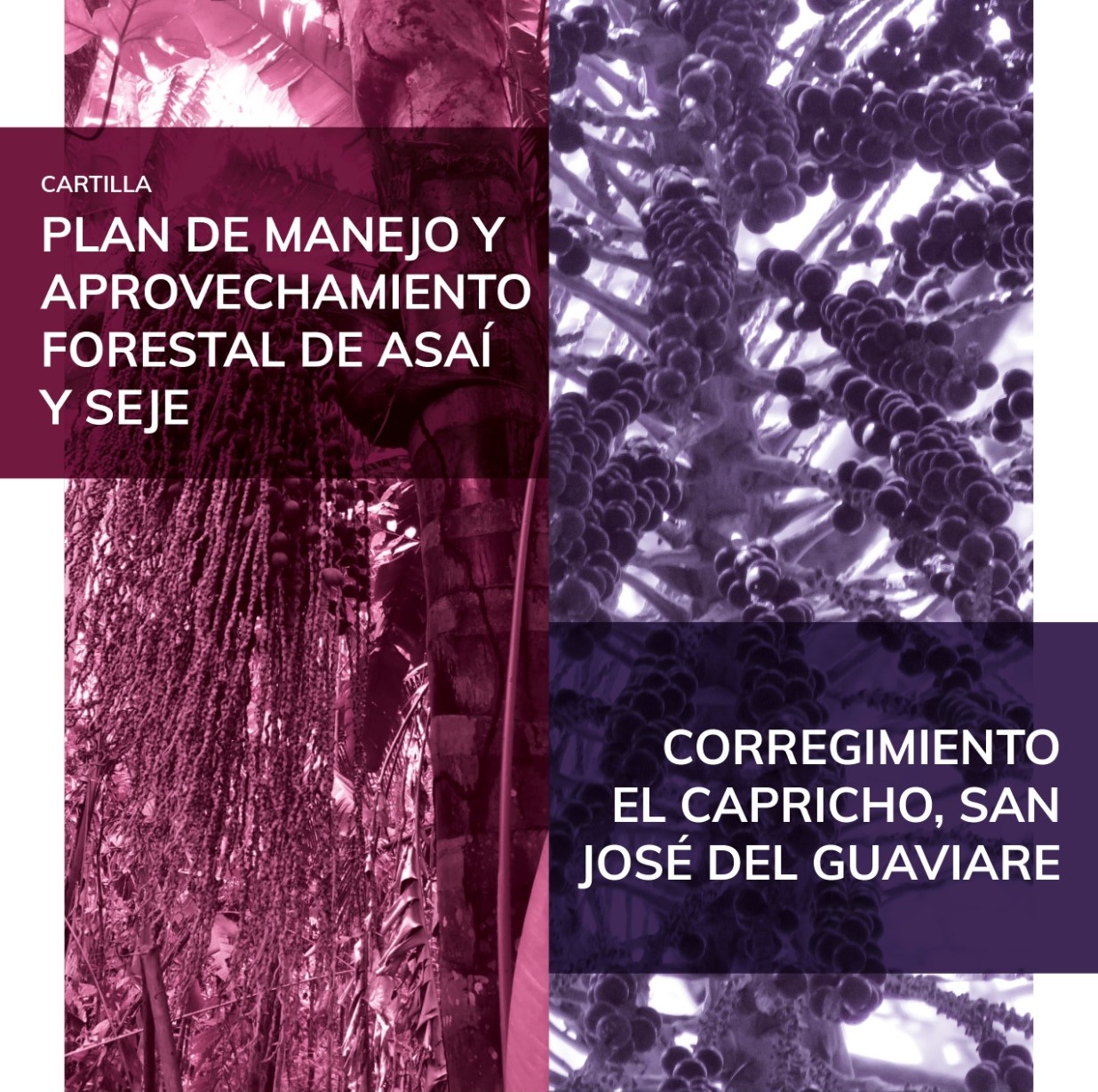 Plan de manejo y aprovechamiento forestal de asaí y seje - FCDS ...